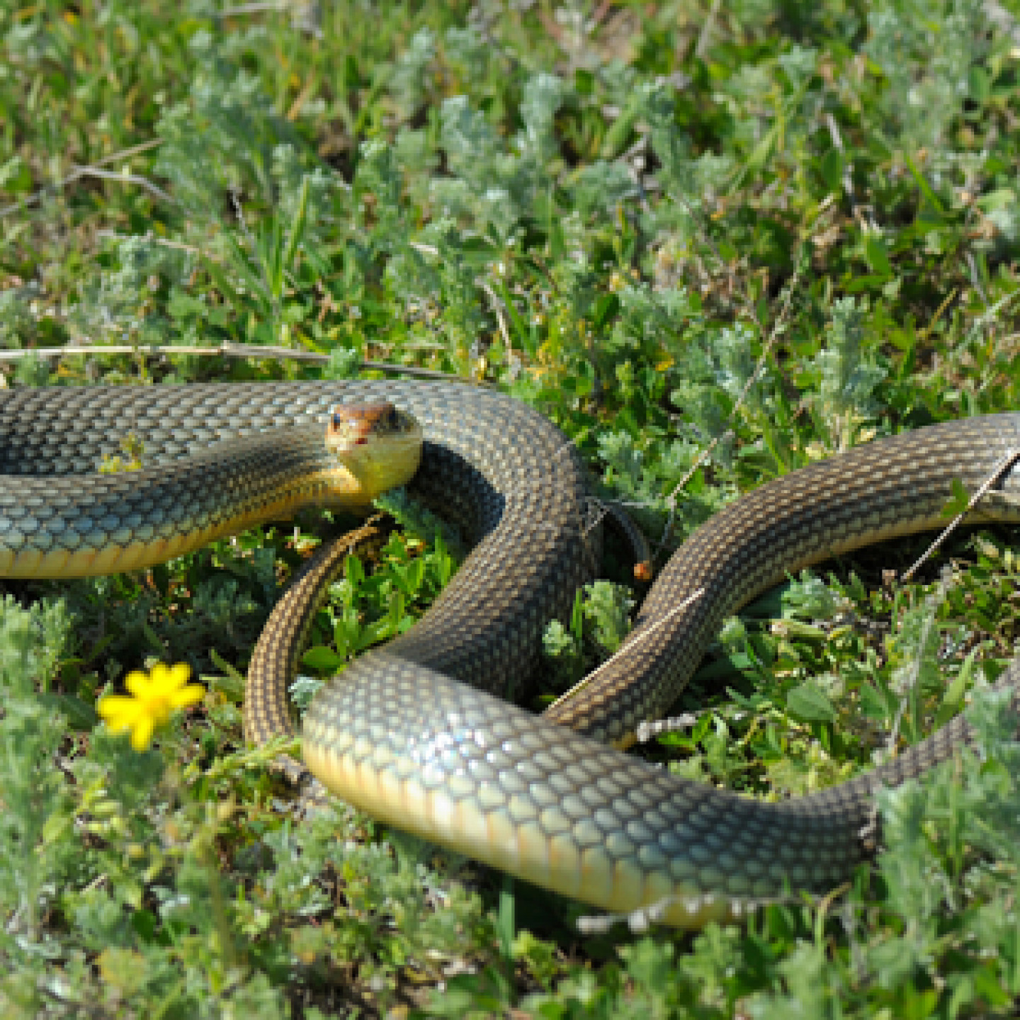 Snake Removal | Reptile Removal In Hoover & Alabaster, AL | A+ Wildlife ...